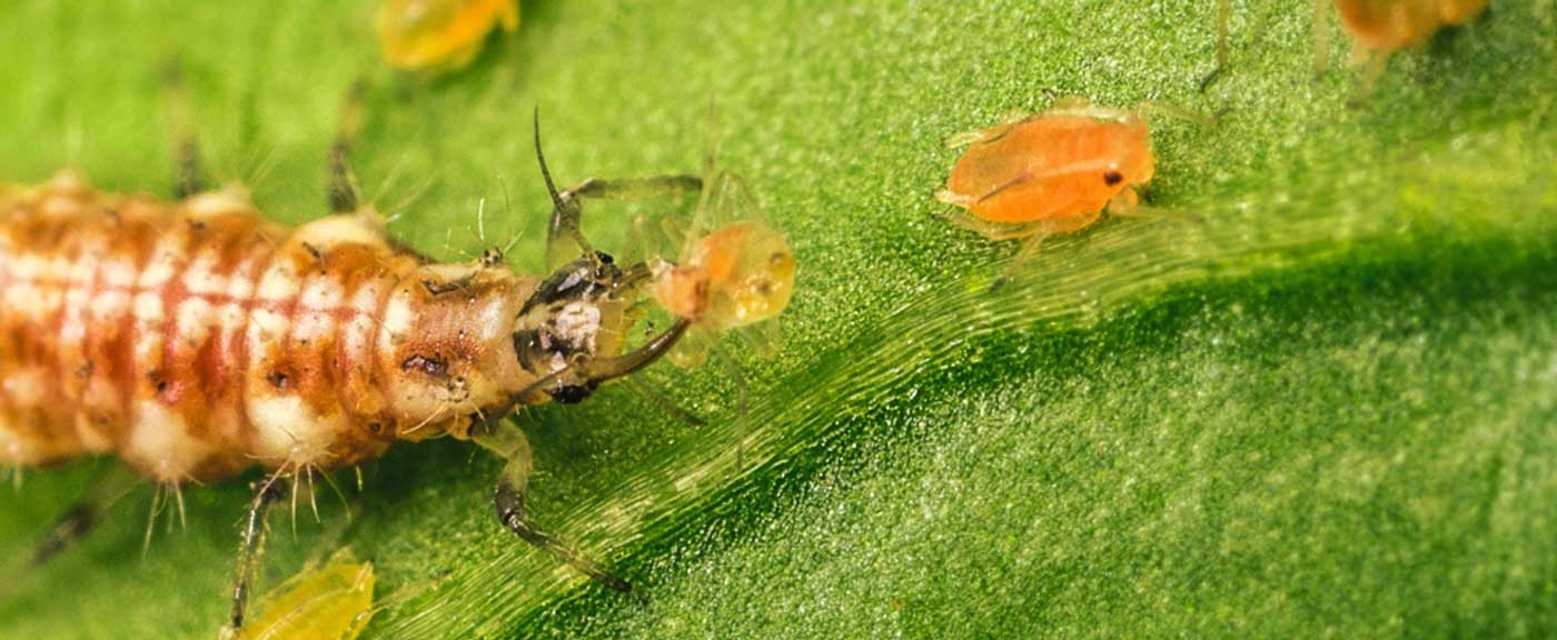 Natural Enemies Biocontrol