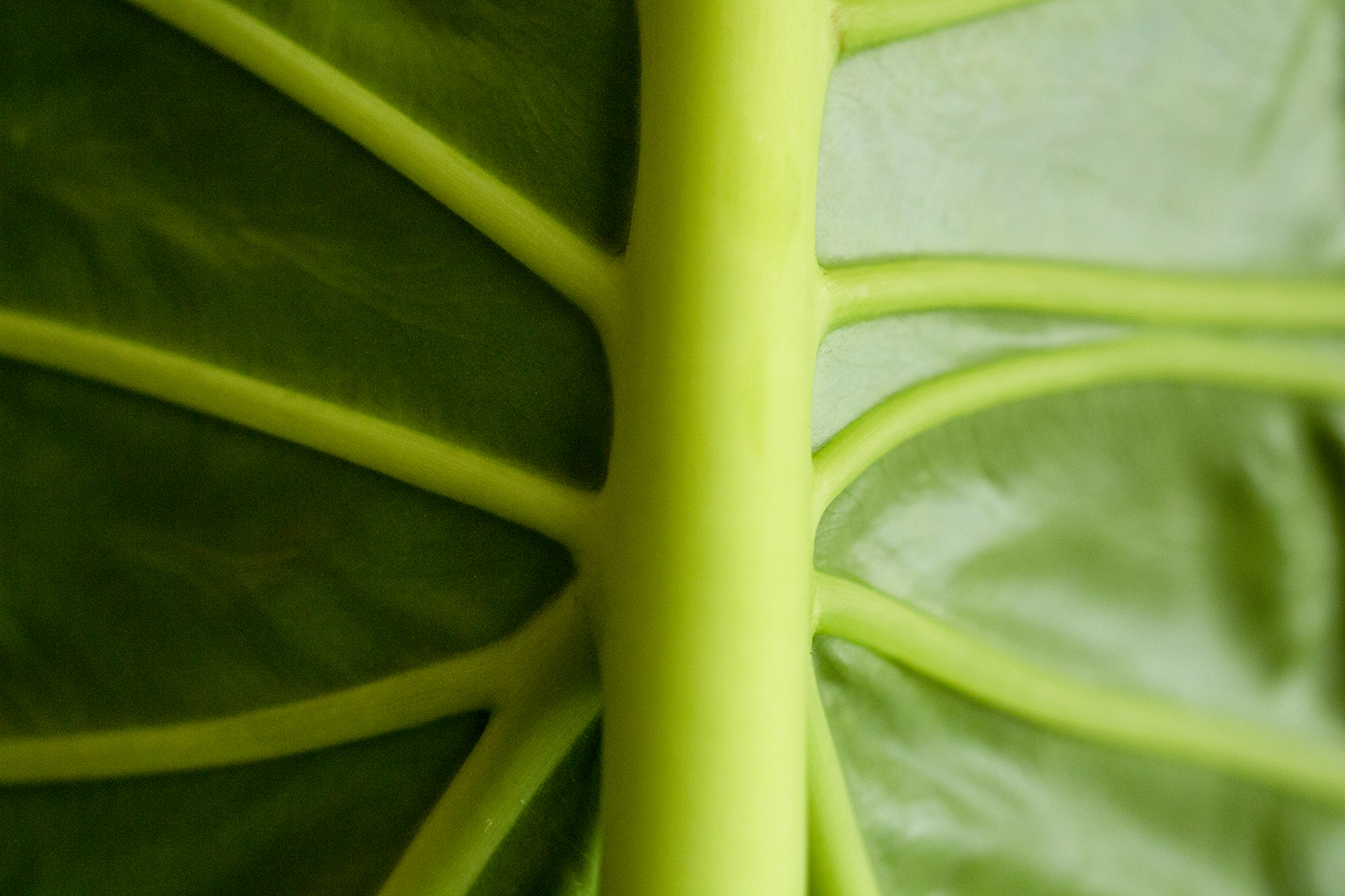 Natural Enemies at the International Aroid Society Tropical Plant Expo ...