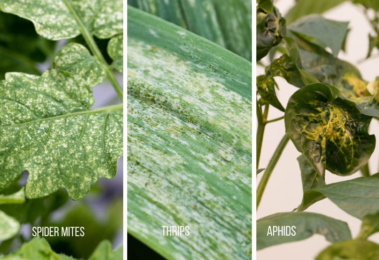 Common Problems in Plants - Natural Enemies
