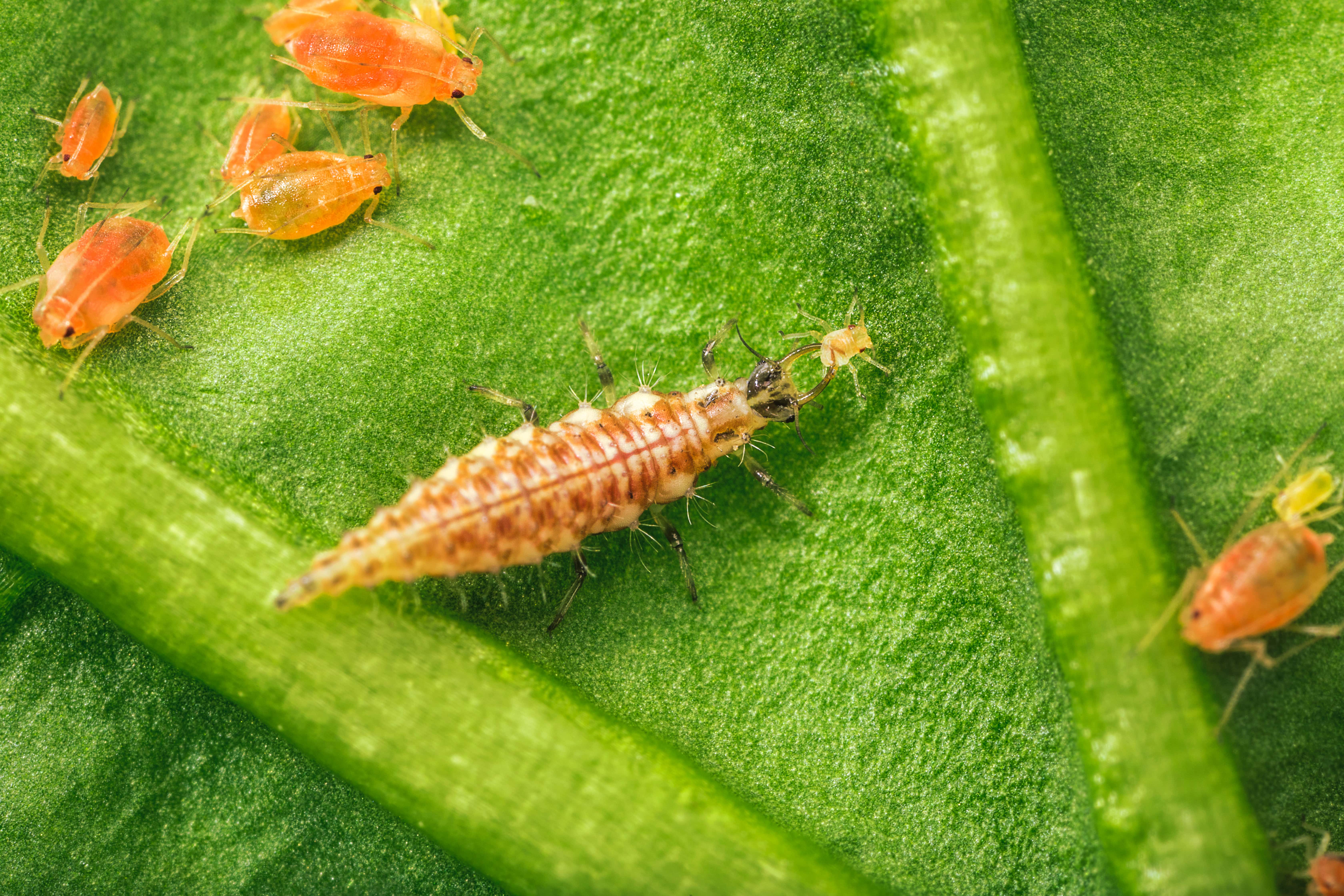The Beginner’s Guide to Biological Pest Control - Natural Enemies