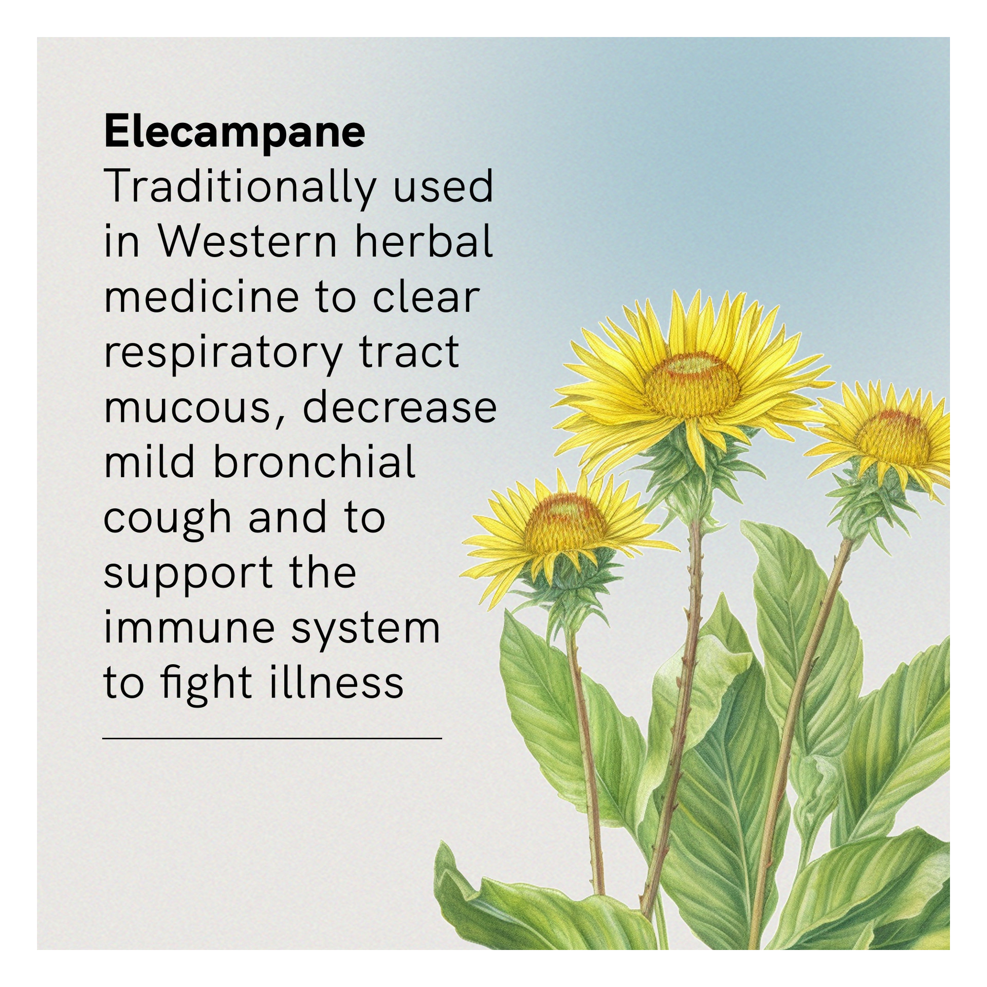 Fusion Cough Lung Liquid Tonic 200mL | Blooms The Chemist