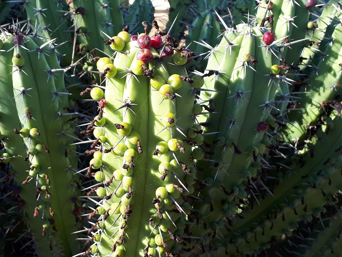 Myrtillocactus cochal - (20) cactus seeds