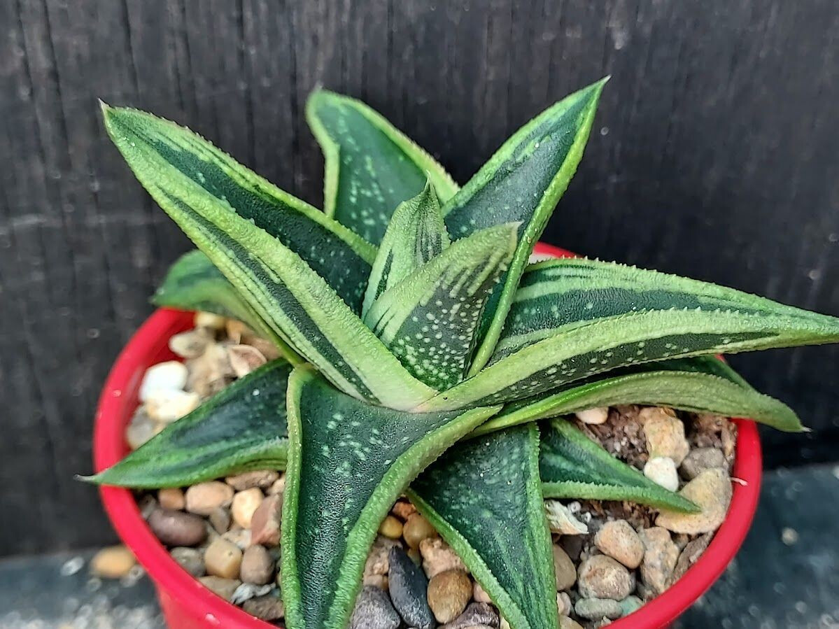 Gasteraloe 'New Dawn' succulent plant