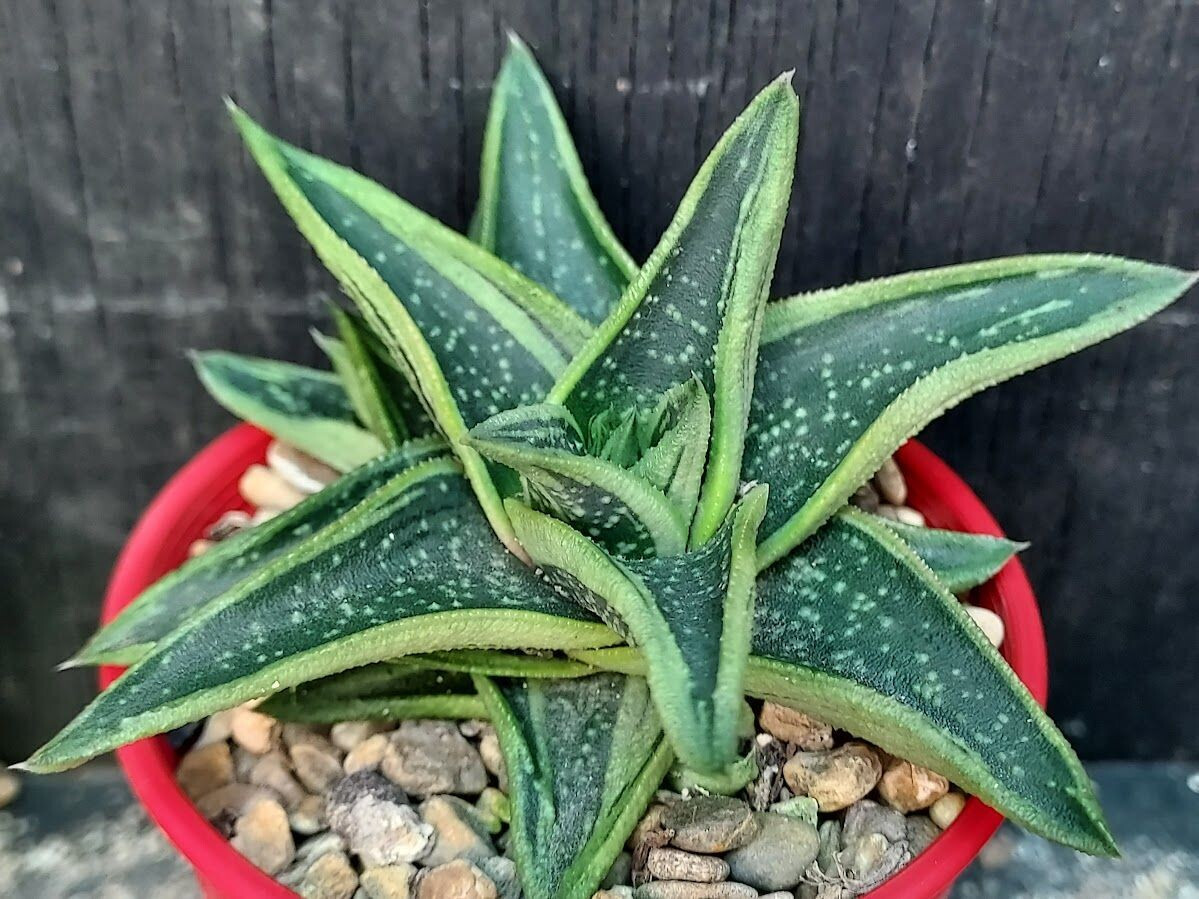 Gasteraloe 'New Dawn' succulent plant