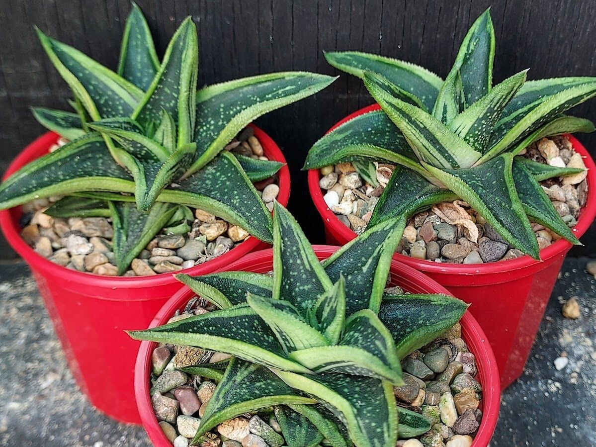 Gasteraloe 'New Dawn' succulent plant