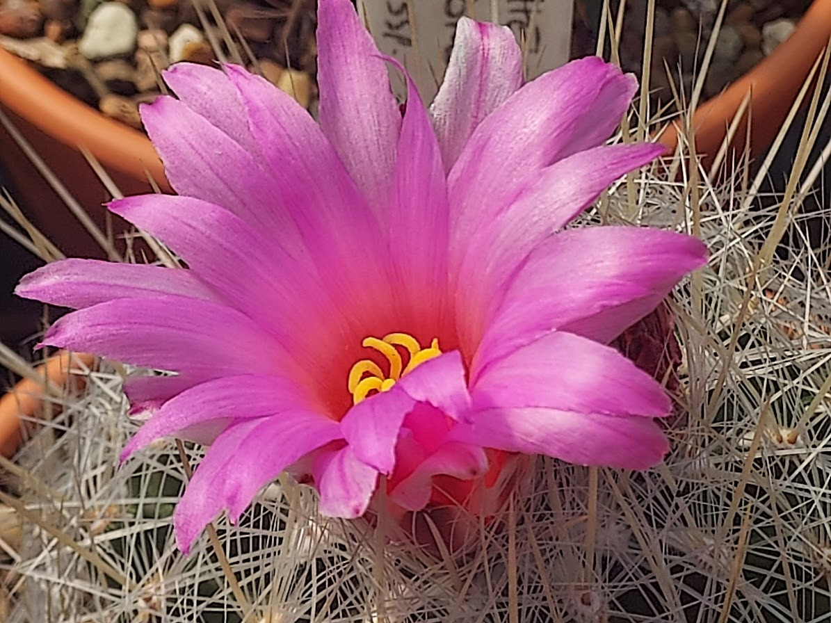 Thelocactus conothelos ssp. argenteus