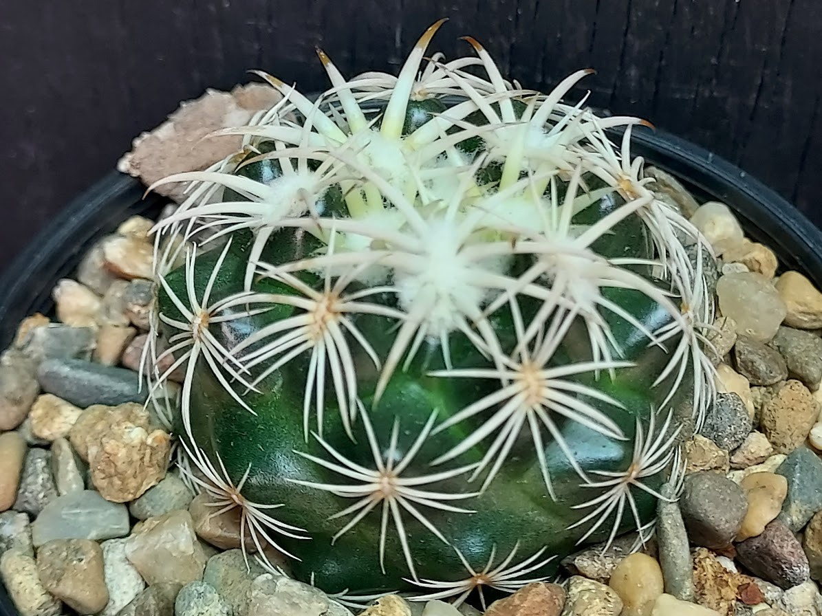 Coryphantha retusa