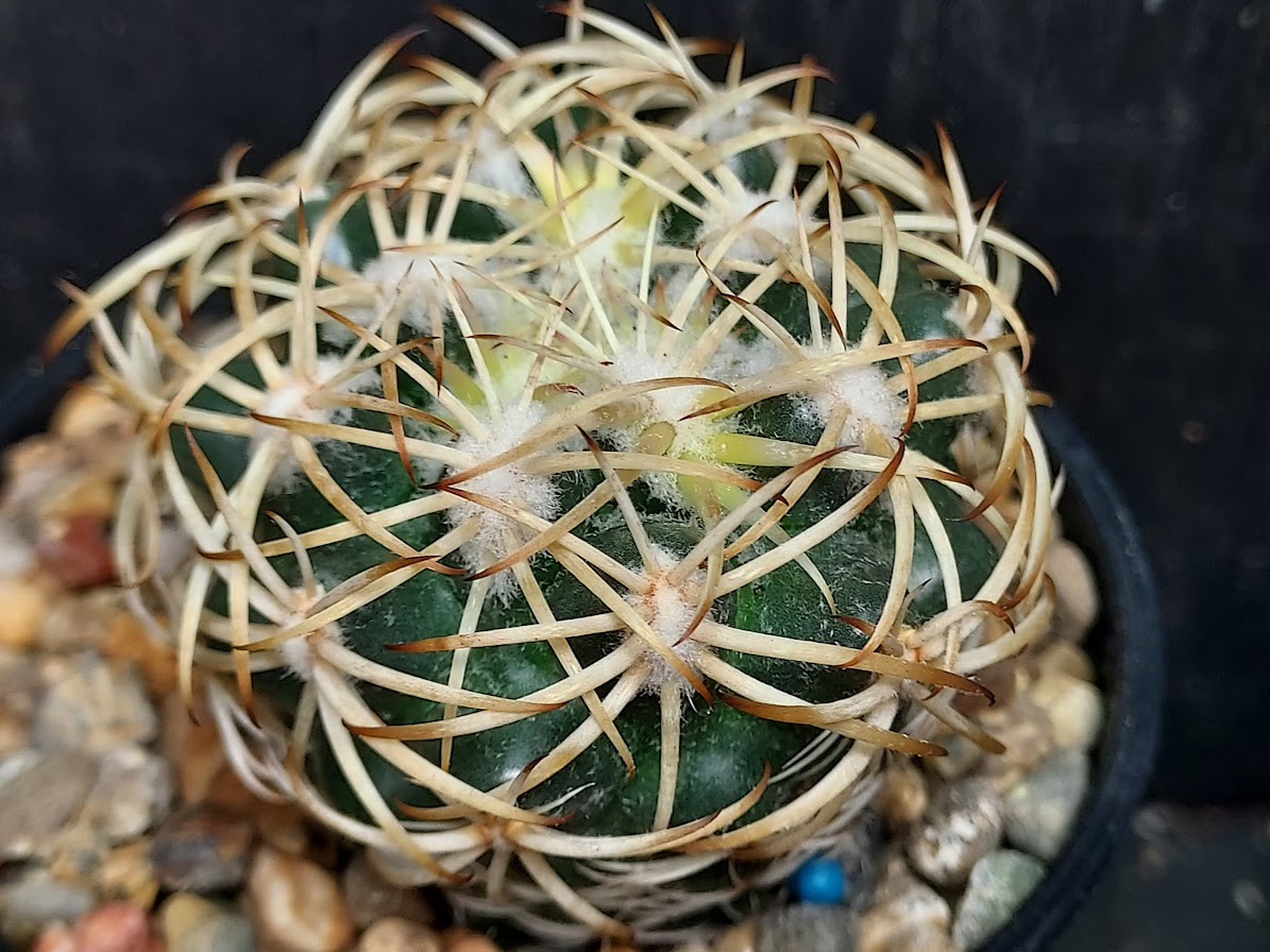 Coryphantha retusa