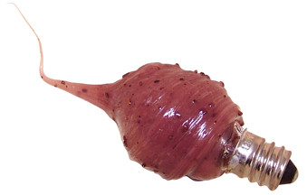 Silicone Light Bulb - Cinnamon Spice