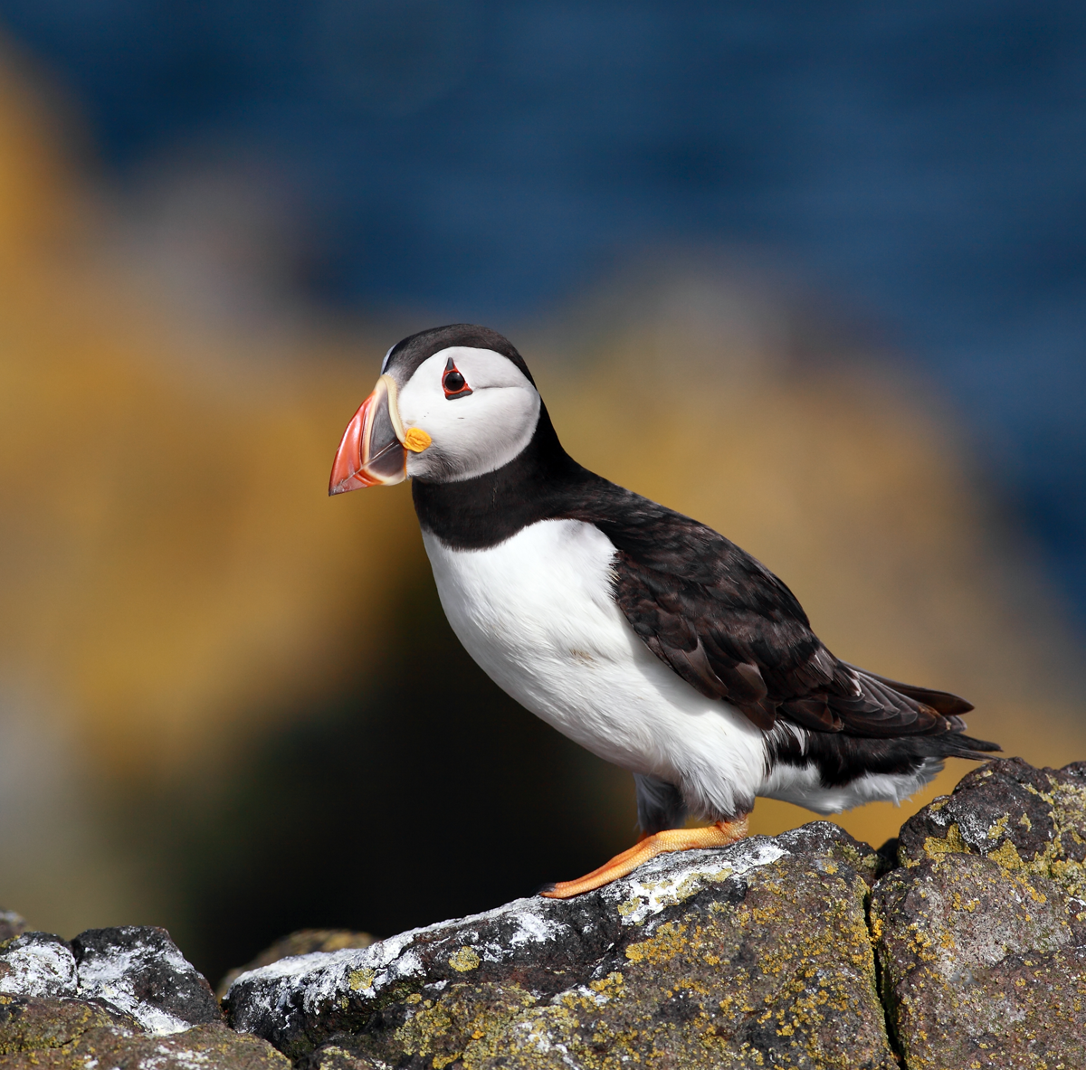 Wildlife in Scotland: Image Special with Scottish Iconic Animals ...