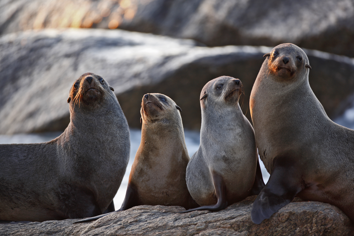Wildlife in Scotland: Image Special with Scottish Iconic Animals ...