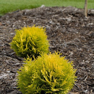 Anna's Magic Ball Cedar