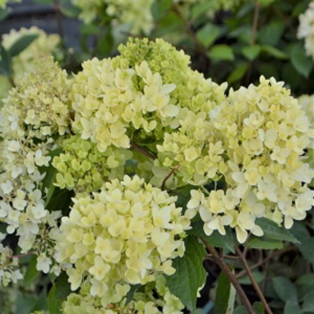 Everlasting Revolution Hydrangea