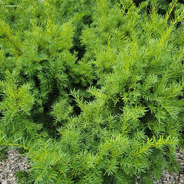 Dense Spreading Yew