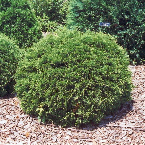 Emerald Petite Cedar