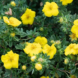 Gold Star Potentilla