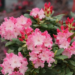 Capistrano Rhododendron