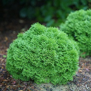 Golden Globe Cedar