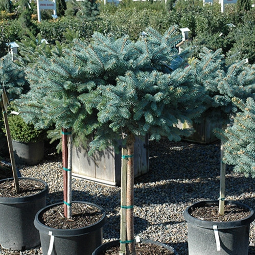 Globe Blue Spruce Std