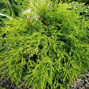 Sungold Threadleaf False Cypress