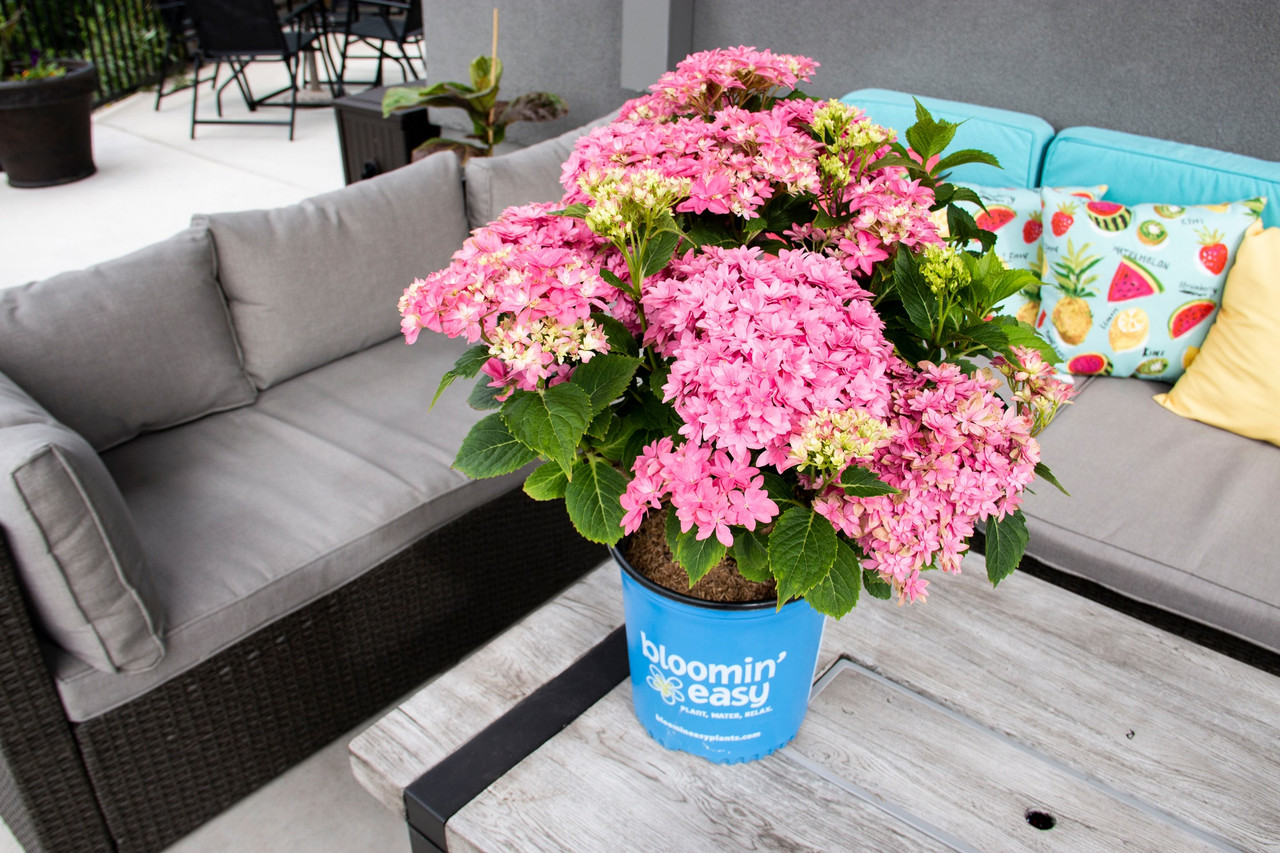 Starfield Hydrangea