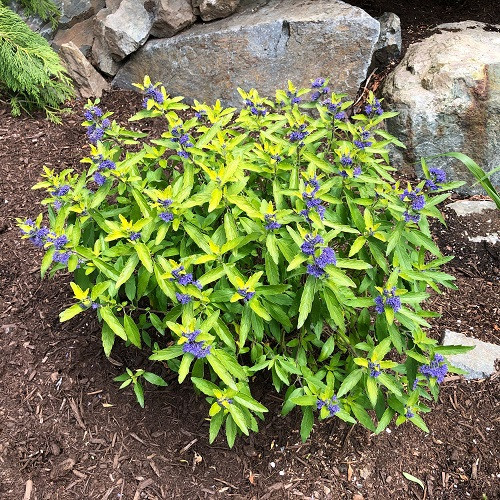 Bluebeard, Caryopteris