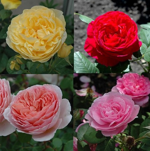 The Generous Gardener David Austin Rose
