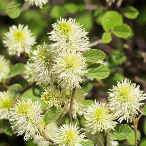 Dwarf European Hornbeam