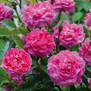 Heritage David Austin Rose