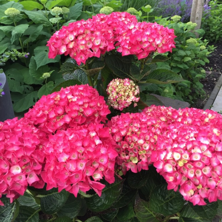 Everlasting Revolution Hydrangea