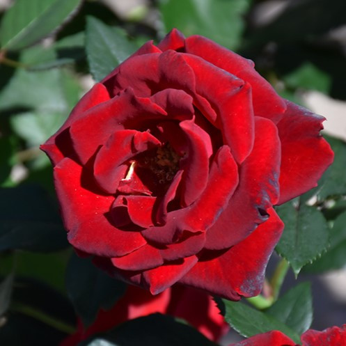 Dancing in the Dark Floribunda Rose