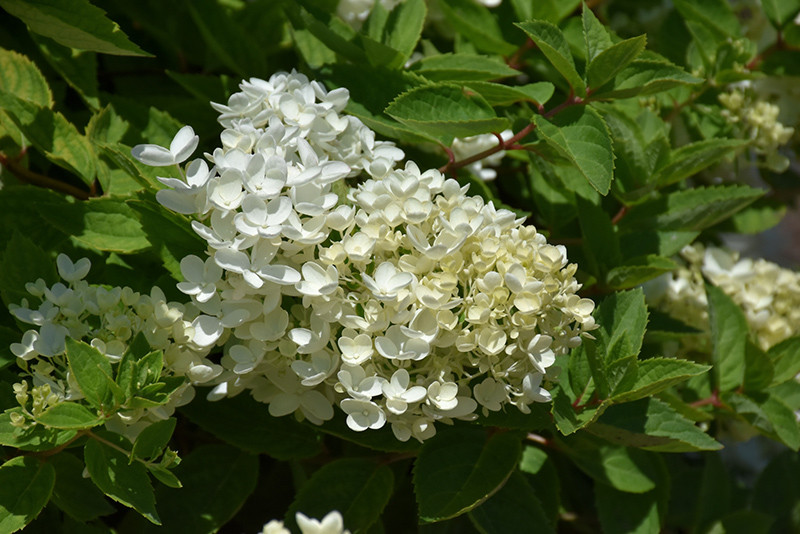 Bombshell Hydrangea