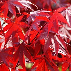 Fireglow Japanese Maple