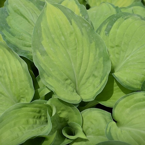 Paradigm Hosta
