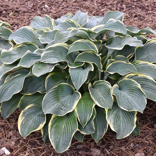 Regal Splendor Hosta