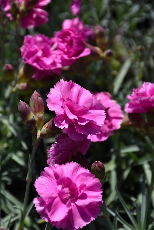 Tickled Pink Dianthus