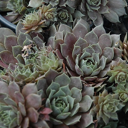 Silverine Hens And Chicks