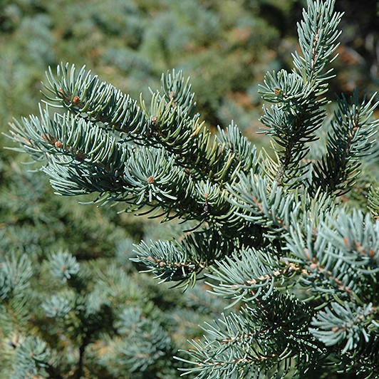 White Spruce