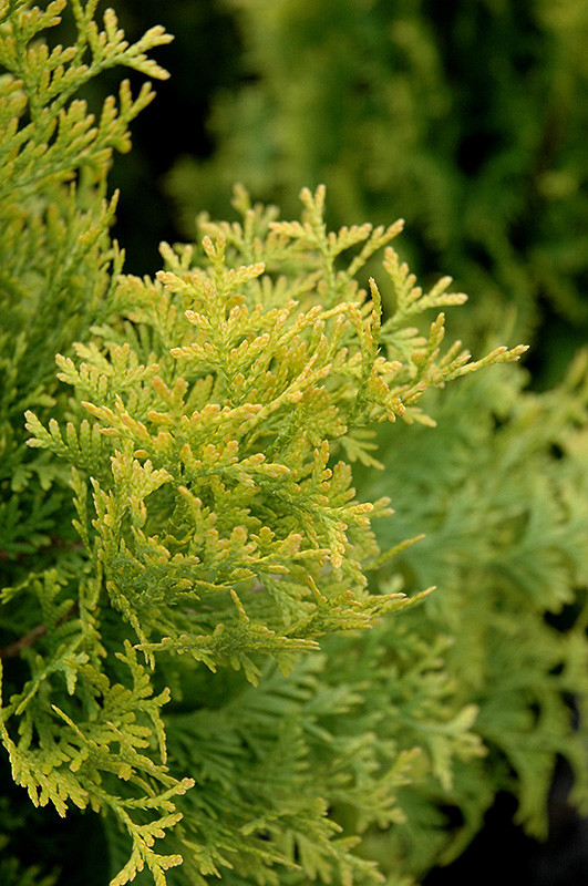 Amber Gold Cedar