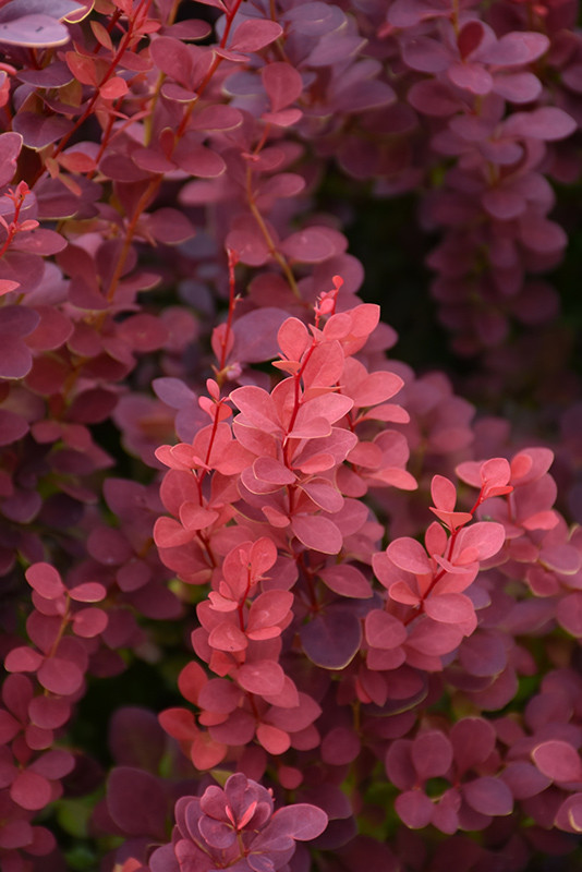 Ruby Carousel Japanese Barberry