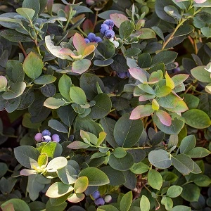 Bushel and Berry® Silver Dollar® Blueberry