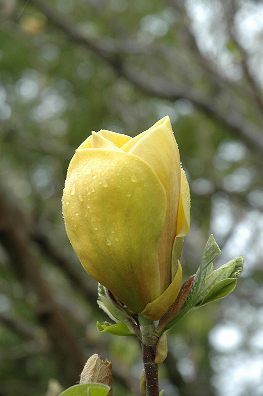 Judy Zuk Magnolia Tree