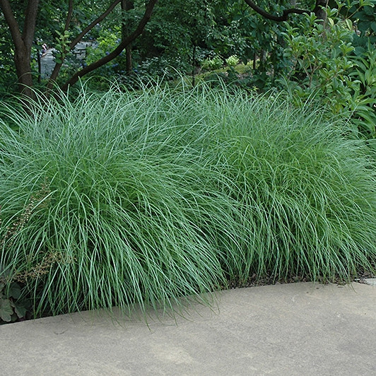 Little Kitten Dwarf Maiden Grass
