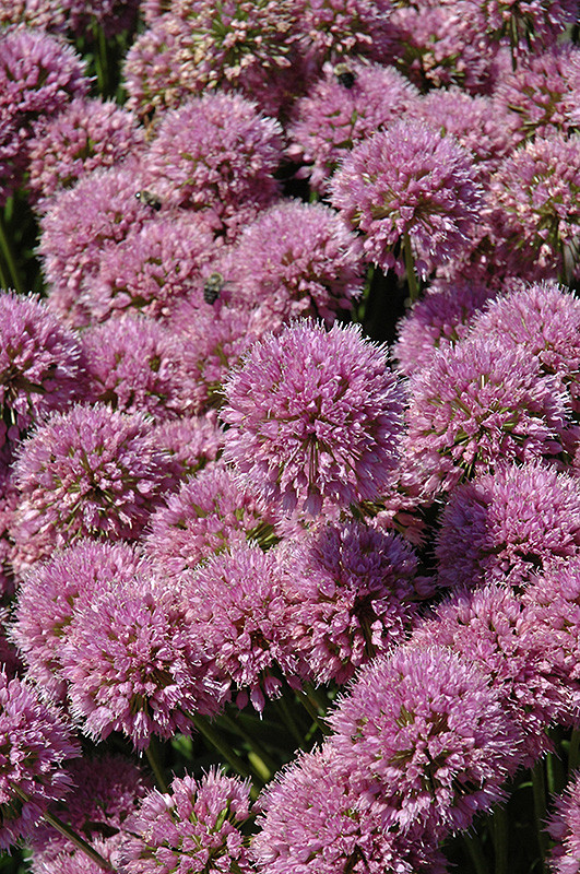 Millenium Allium