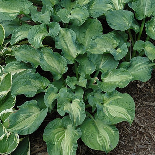 Golden Meadows Hosta