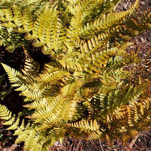 Autumn Brilliance Fern