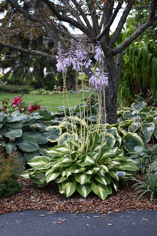 Hosta Miss America