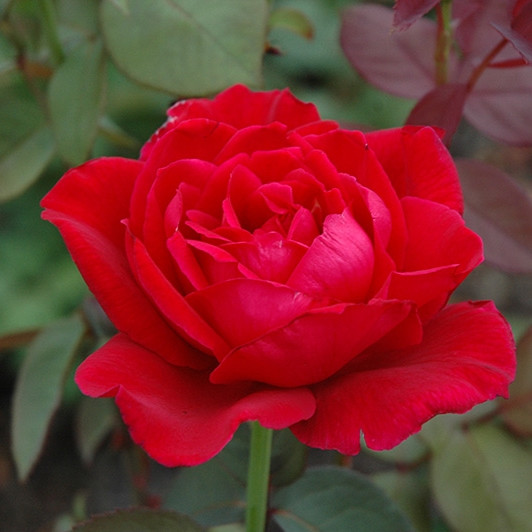 Mr Lincoln Hybrid Tea Rose