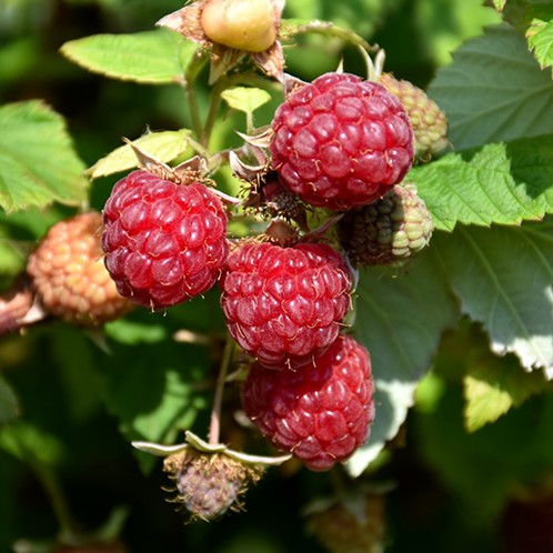 Boyne Raspberry