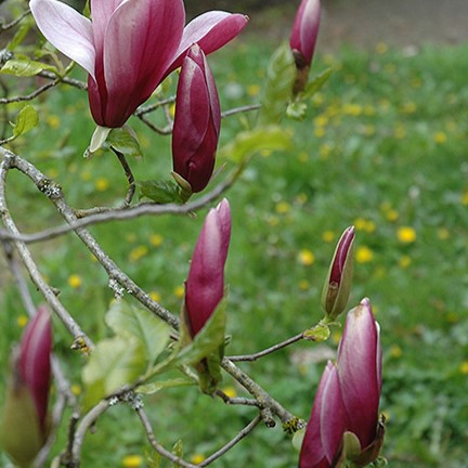 Tinker Belle Magnolia Tree